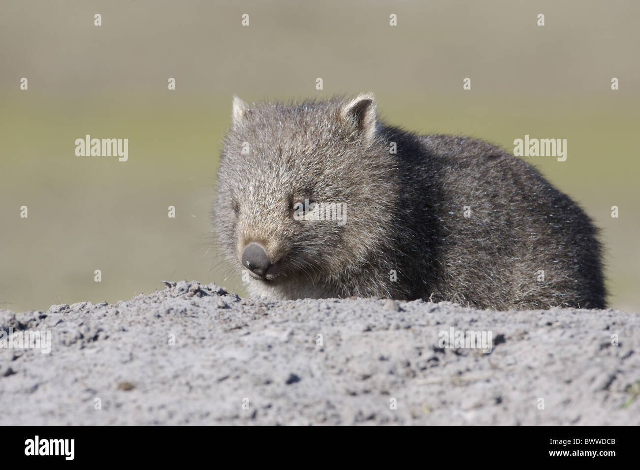 wombat wombats australia australian australasia australasian herbivore ...