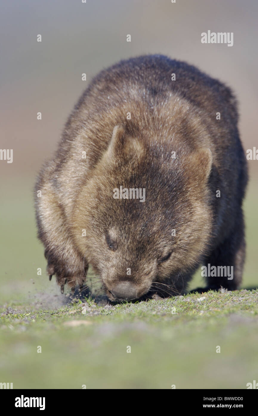 wombat wombats australia australian australasia australasian herbivore ...