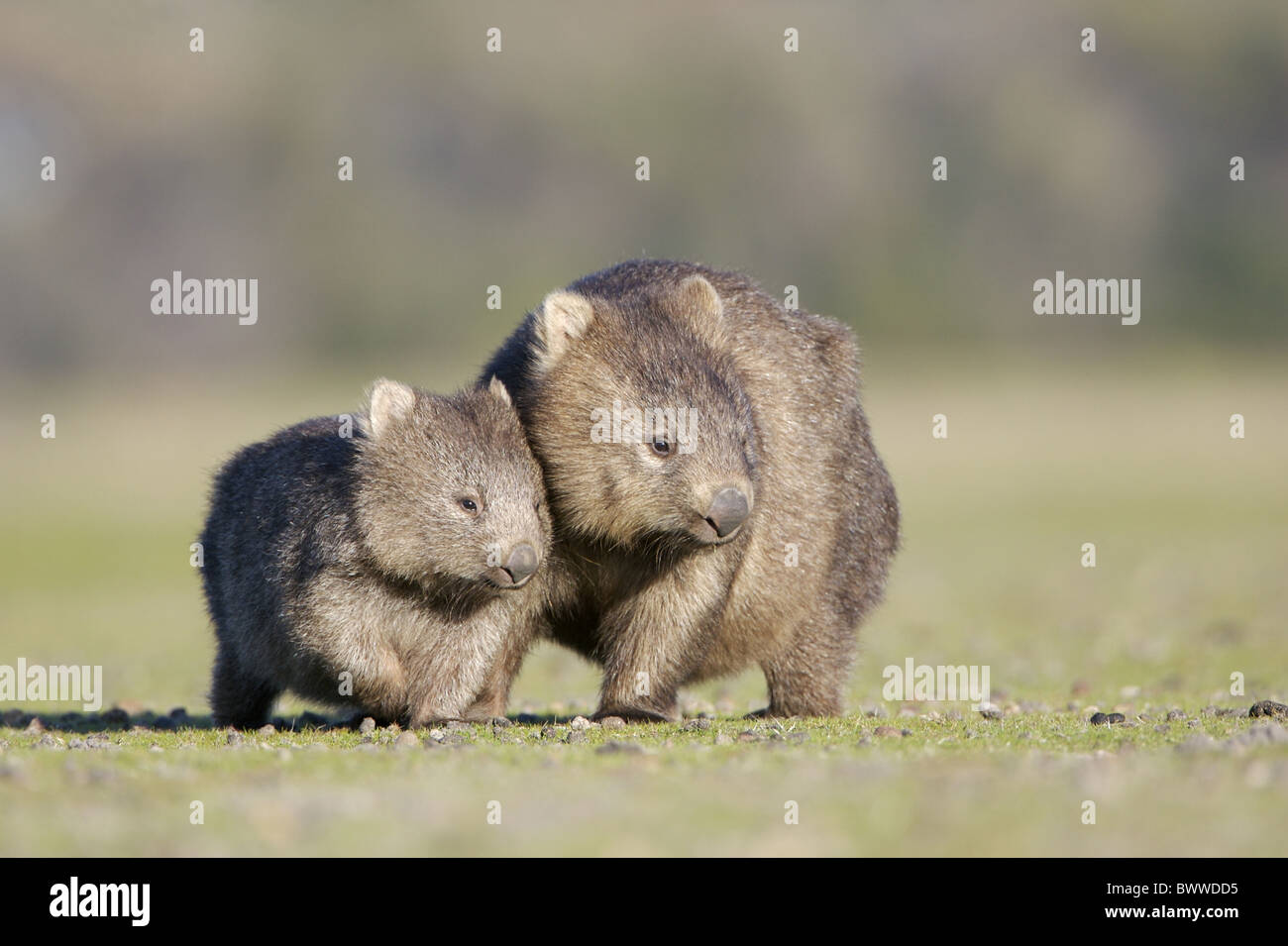 wombat wombats australia australian australasia australasian herbivore ...