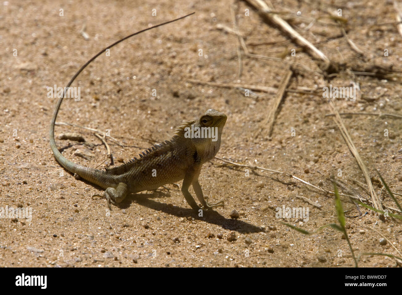 Common Garden Lizard - Sri Lanka Stock Photo - Alamy
