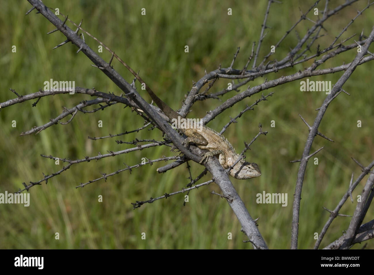Common garden Lizard - Sri Lanka Stock Photo - Alamy
