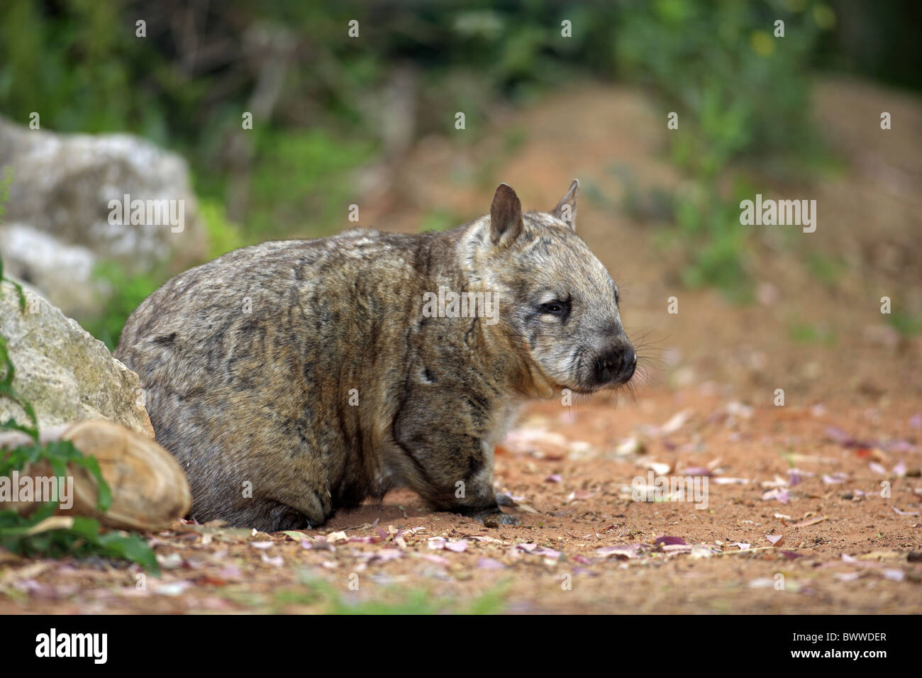 wombat wombats australia australian australasia australasian herbivore ...