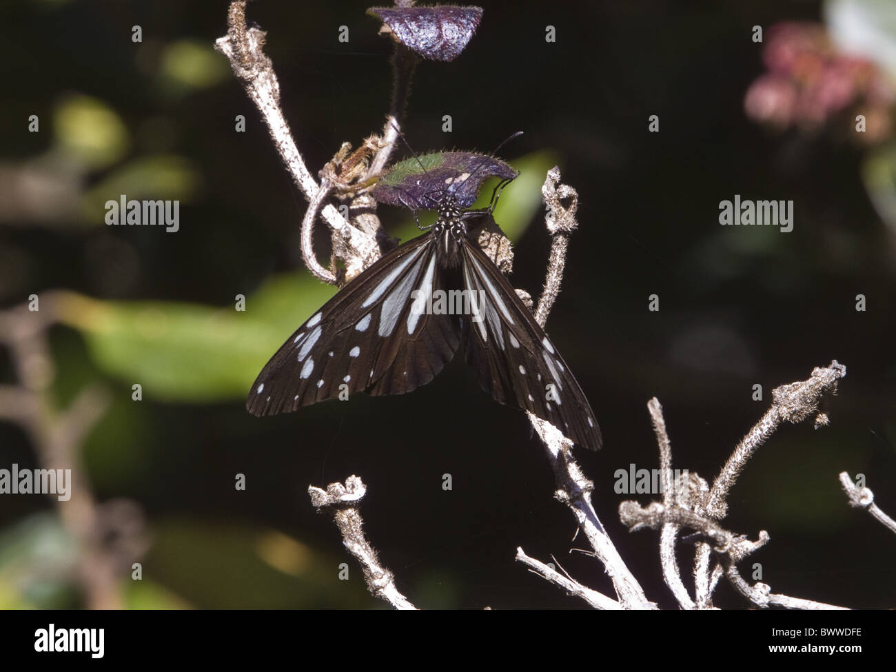 Ceylon Tiger Butterfly - Sri Lanka Stock Photo - Alamy