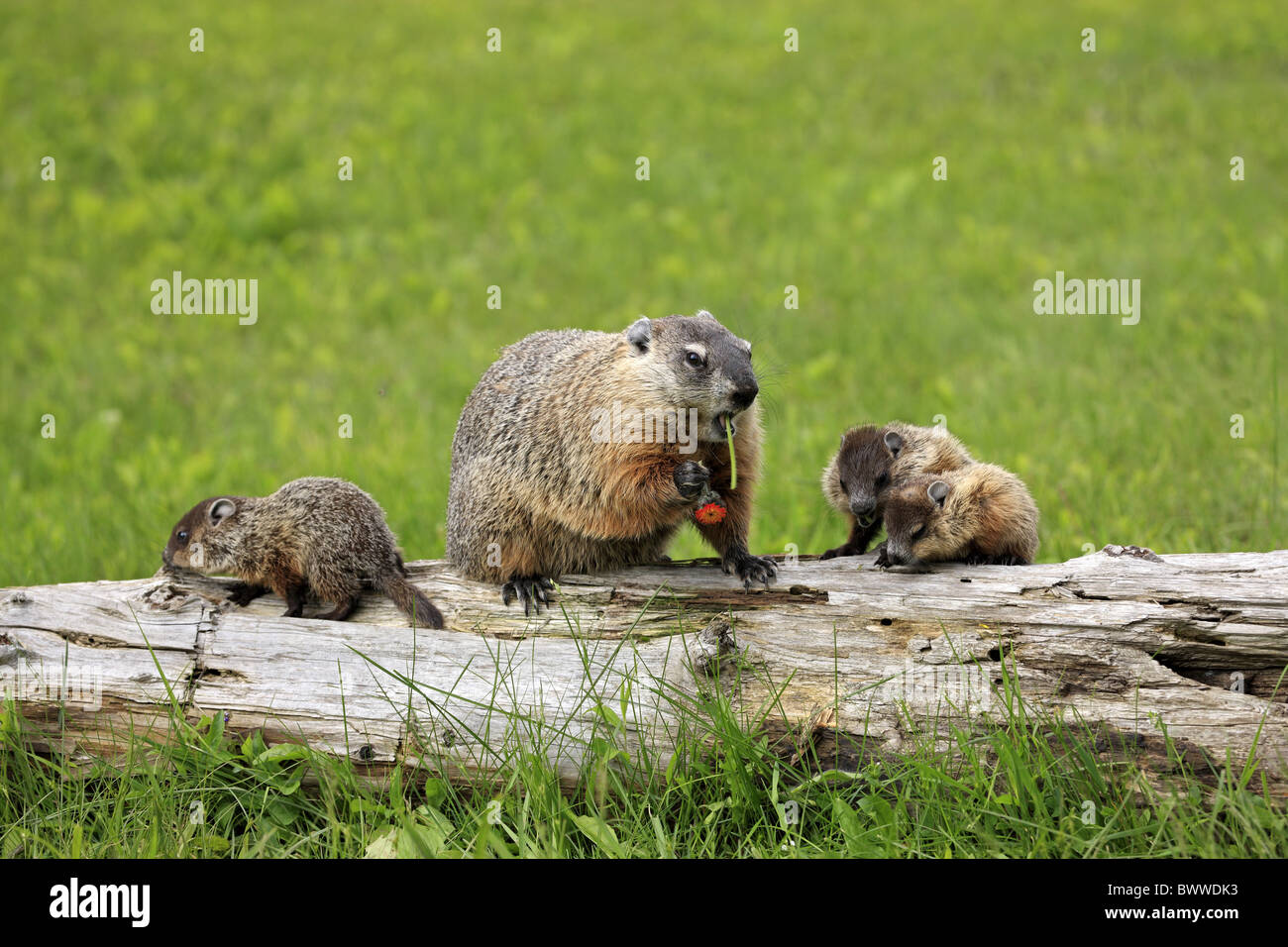 Mutter mit Baby - mother with baby Sozialverhalten - social behaviour ...