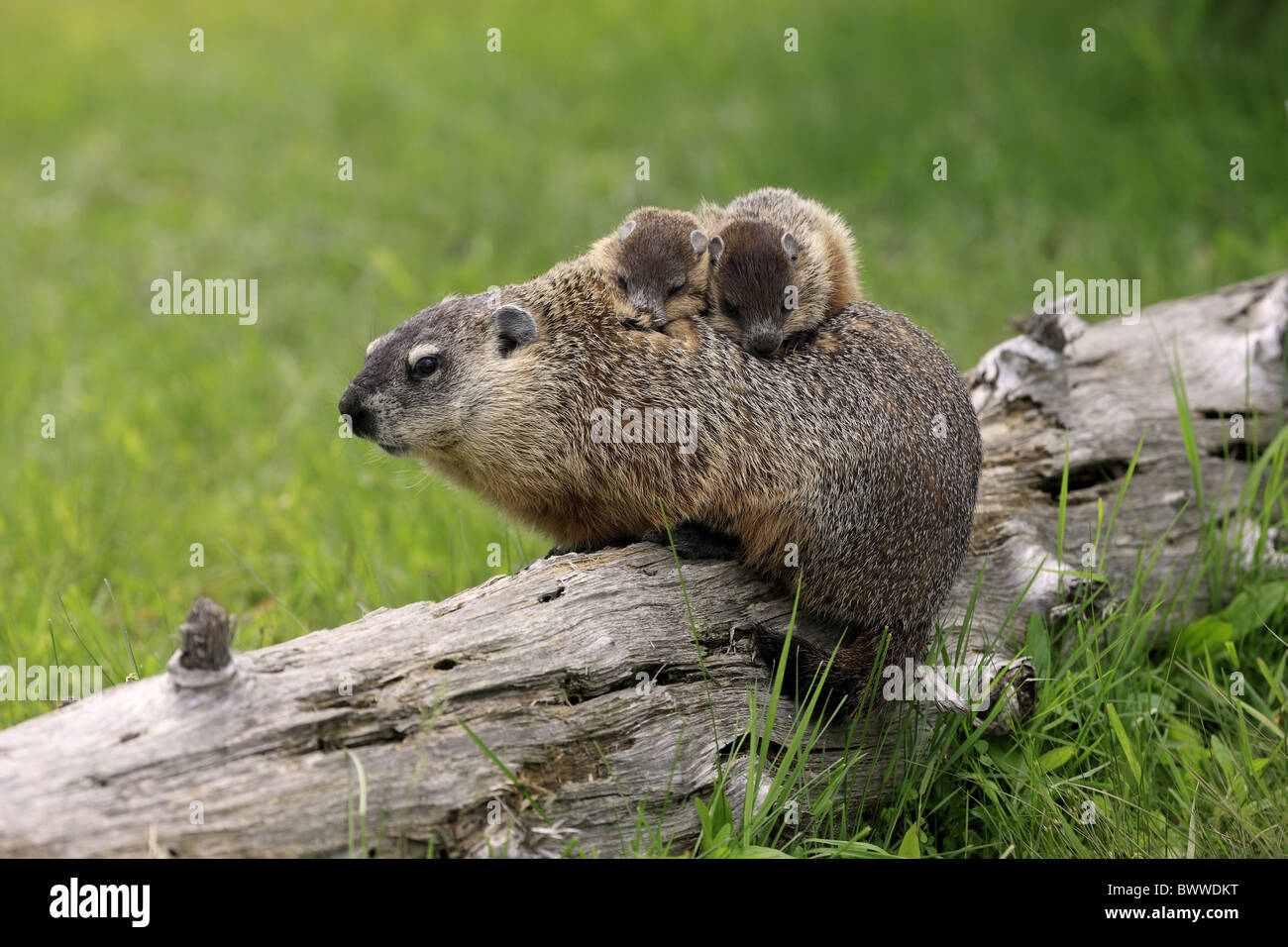 Mother baby woodchucks marmota monax hi-res stock photography and ...