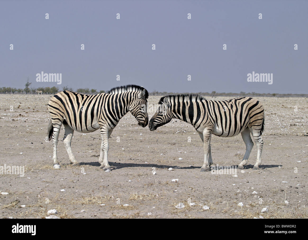 common plains burchells "burchell's" zebra zebras equid equids equidae ...