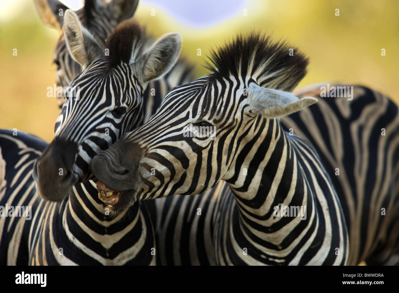 kaempfend - fighting Portrait - close up common plains burchells "burchell's" zebra zebras equid ...