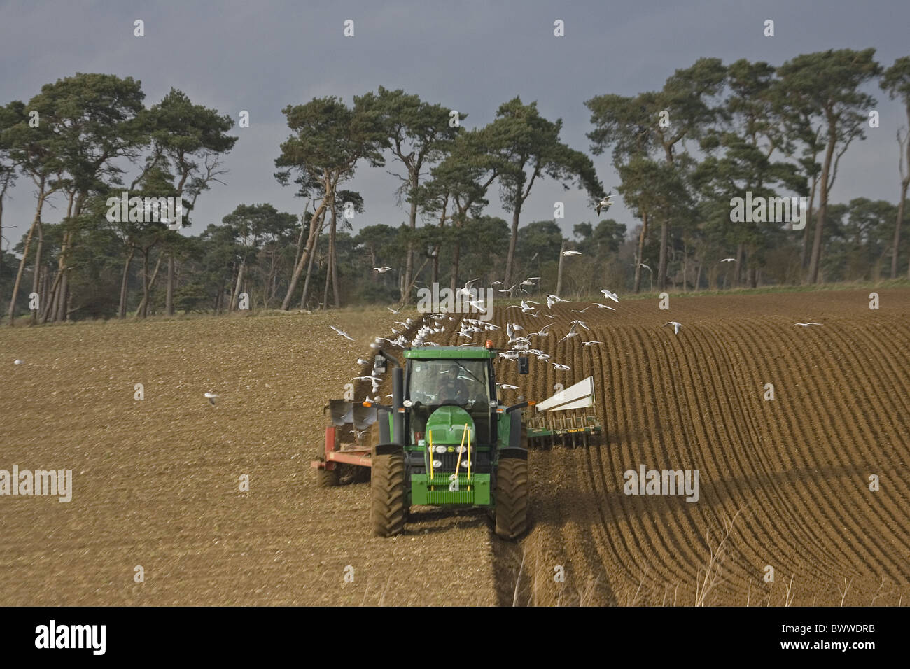 Black-headed Gull (Larus ridibundus) flock, following tractor ploughing ...
