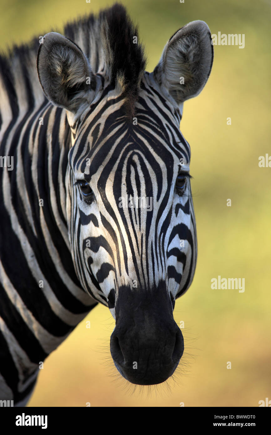 kaempfend - fighting Portrait - close up common plains burchells "burchell's" zebra zebras equid ...