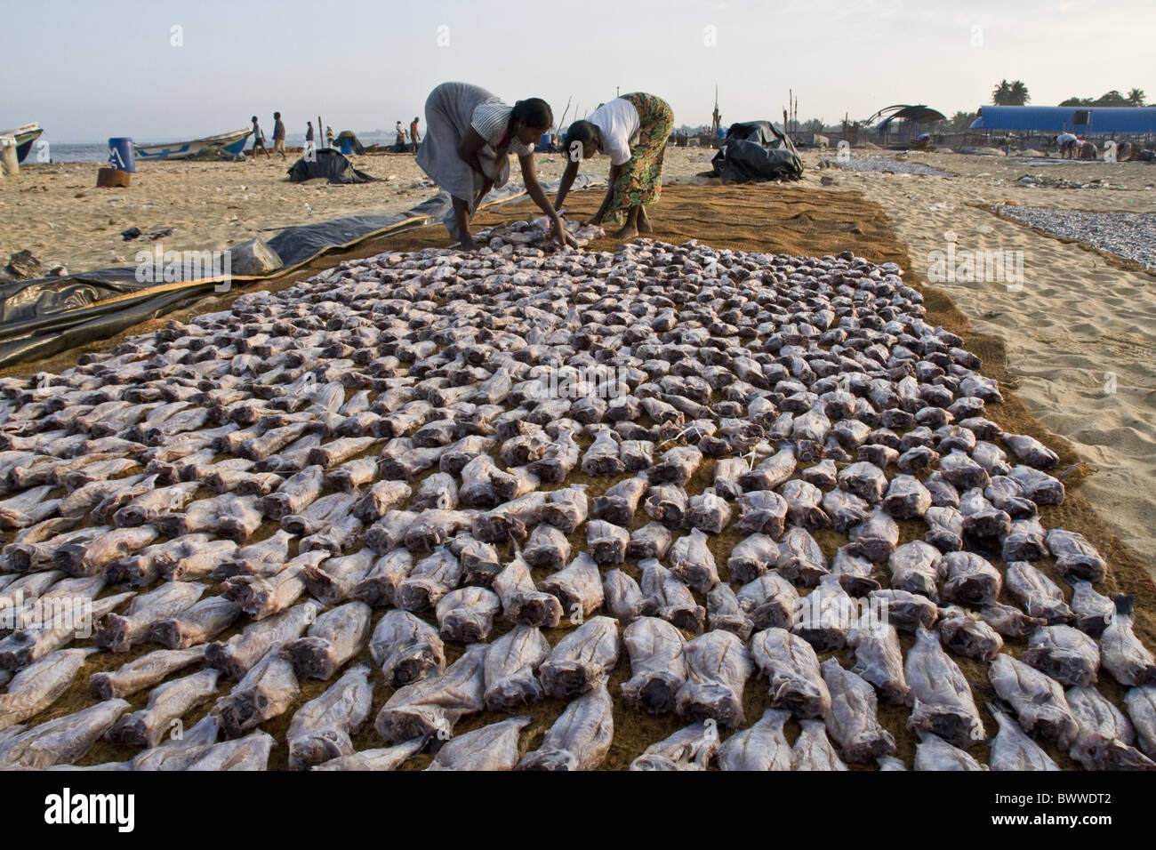 Spreading fish sun dry beach Negombo Sri Lanka Stock Photo - Alamy