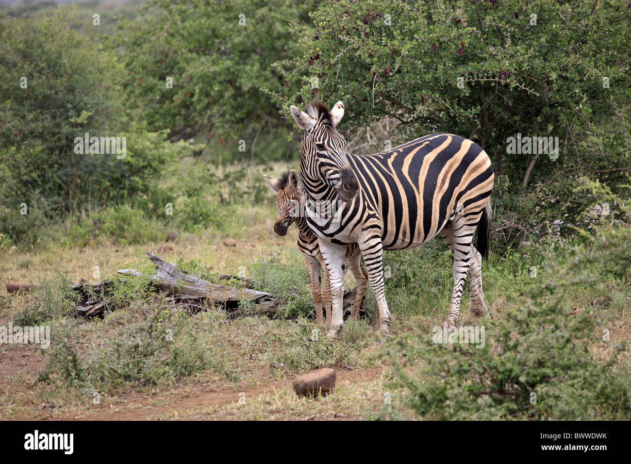 Adult mit Jungtier - adult with young - adult with baby common plains ...