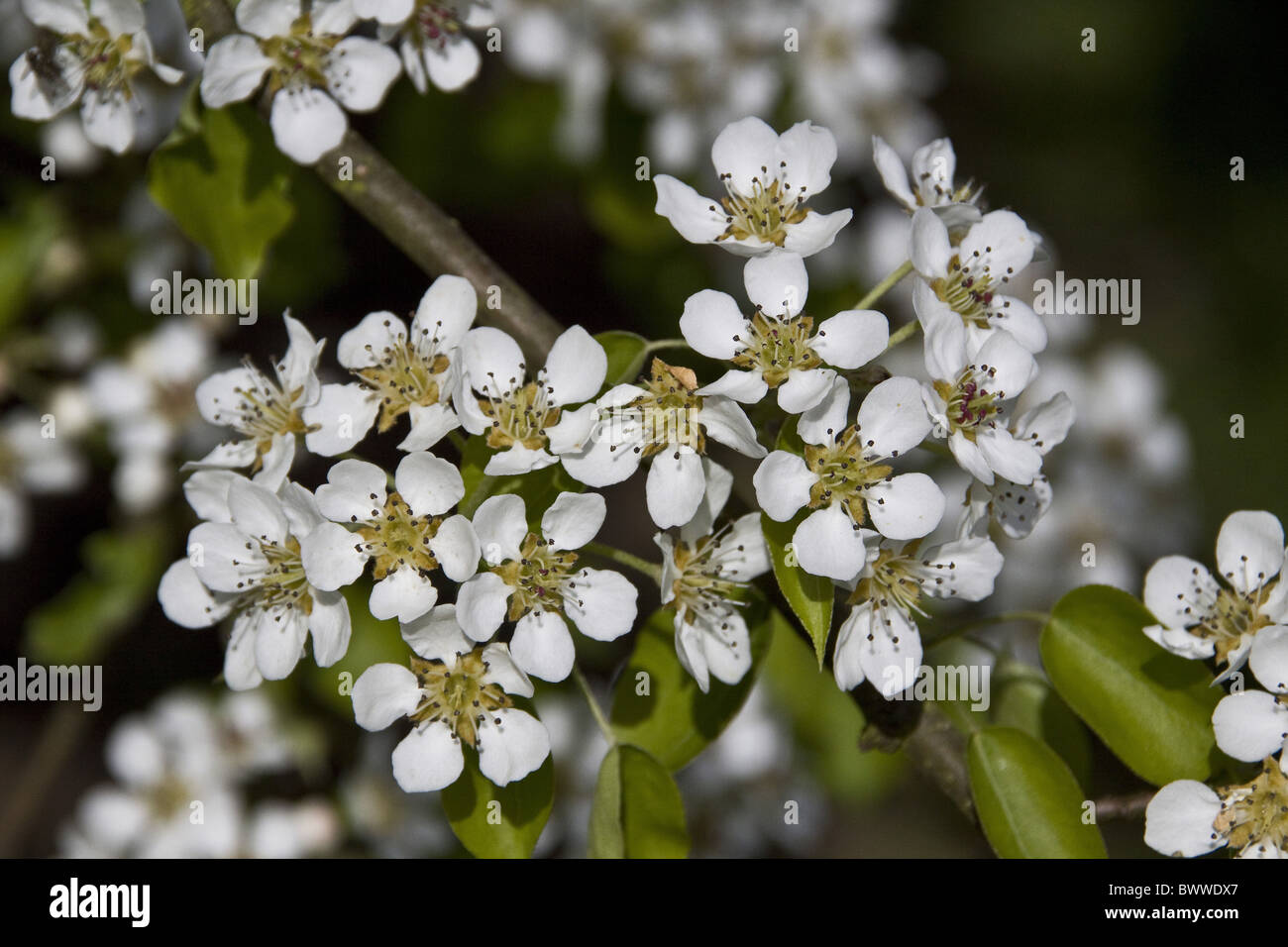Pyrus longipes hi-res stock photography and images - Alamy
