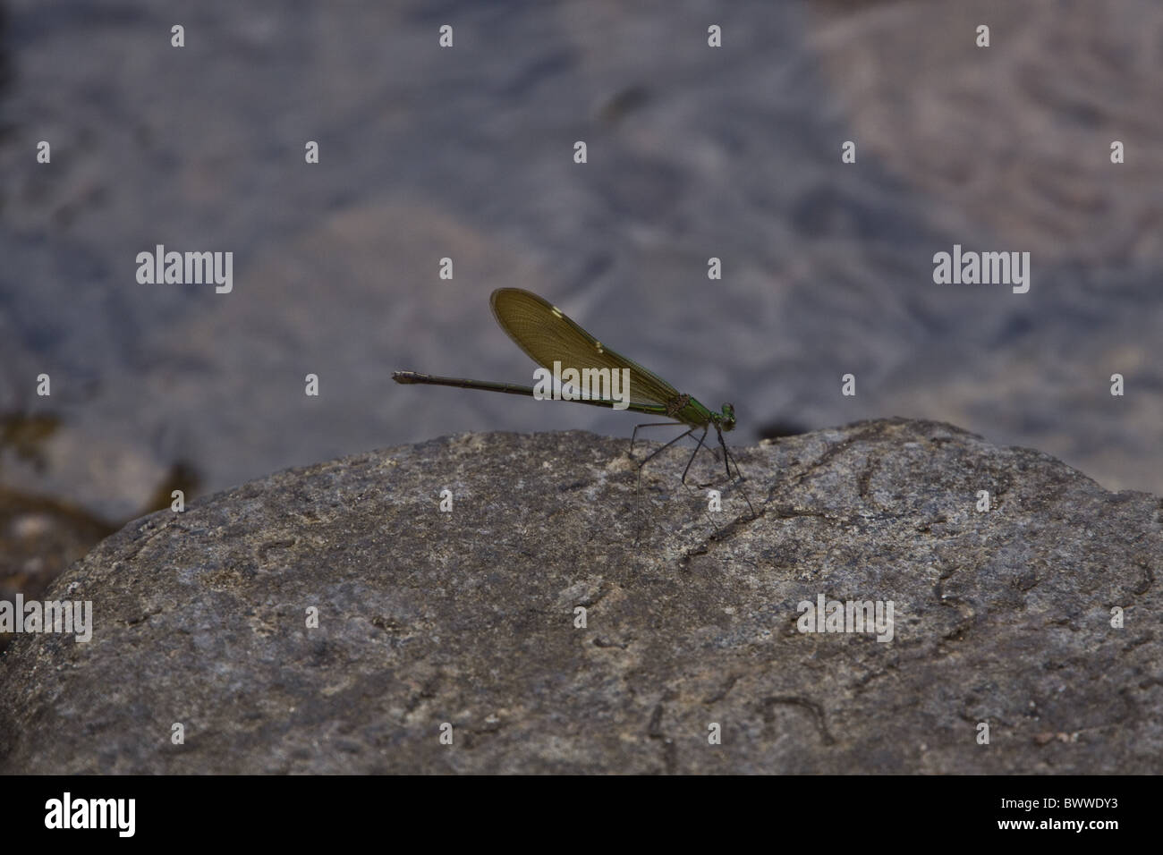 Neurobasis chinensis hi-res stock photography and images - Alamy