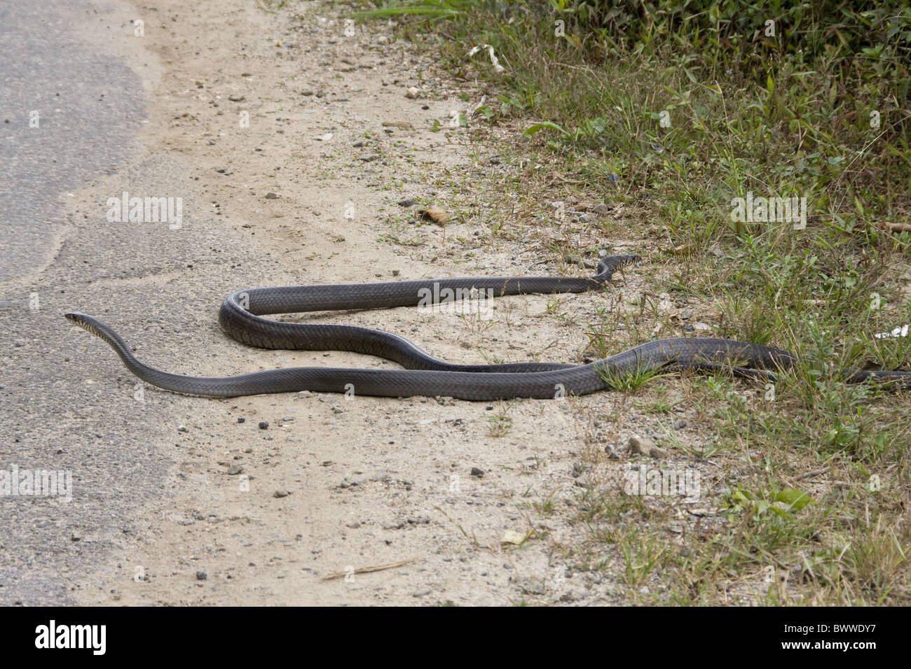 Banded Rat Snake - Sri Lanka Stock Photo - Alamy