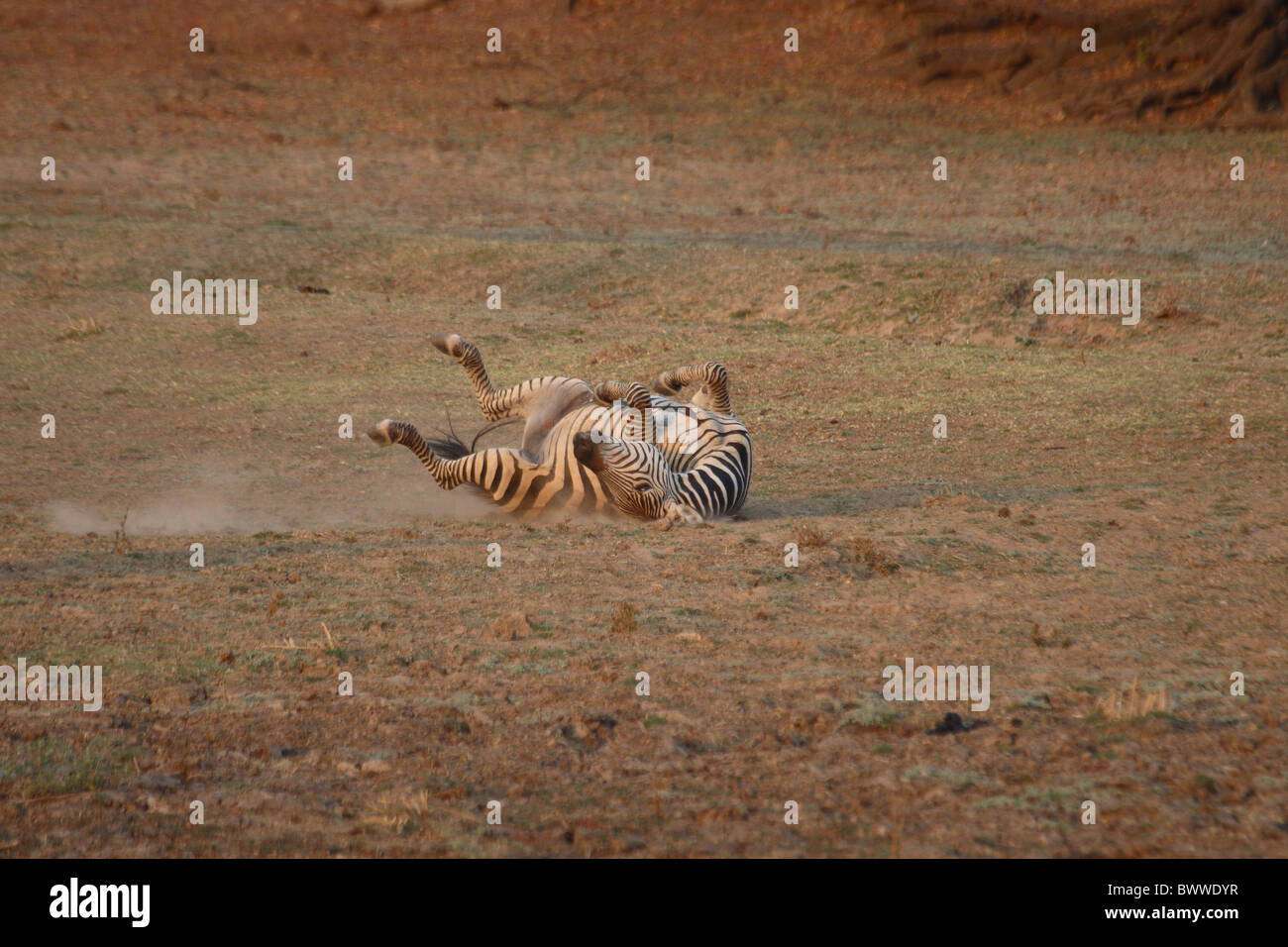 Crawshay’s Zebra Rolling in Dust Dust Bathing Equine Grazer Herbivore ...