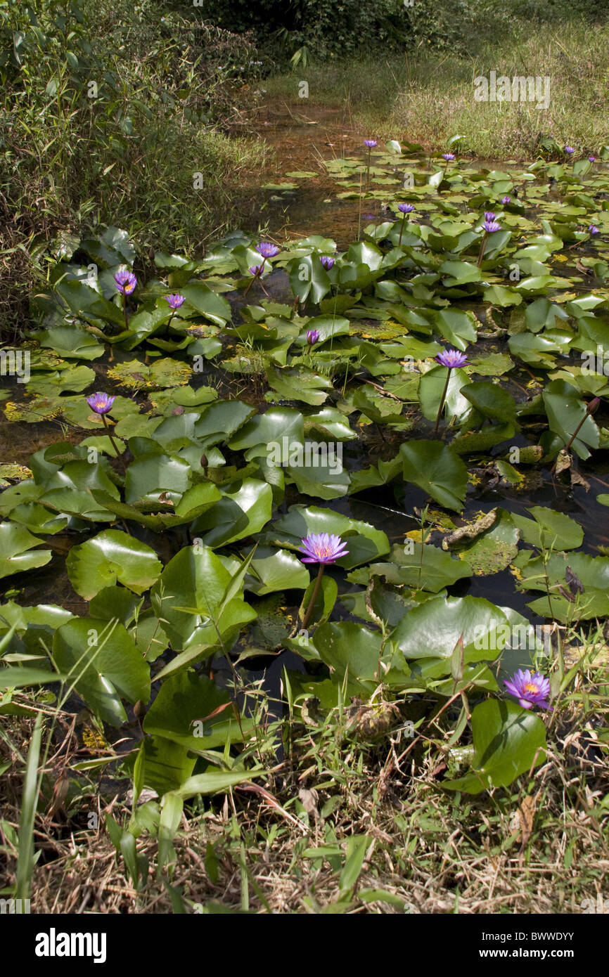 National flower of Sri Landa the Blue Water Lily Stock Photo - Alamy
