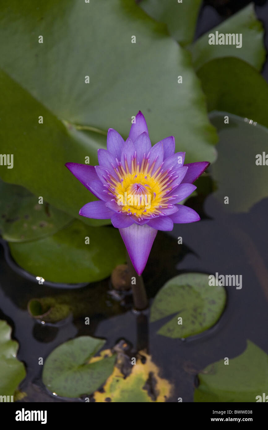 National flower sri landa blue hi-res stock photography and images - Alamy