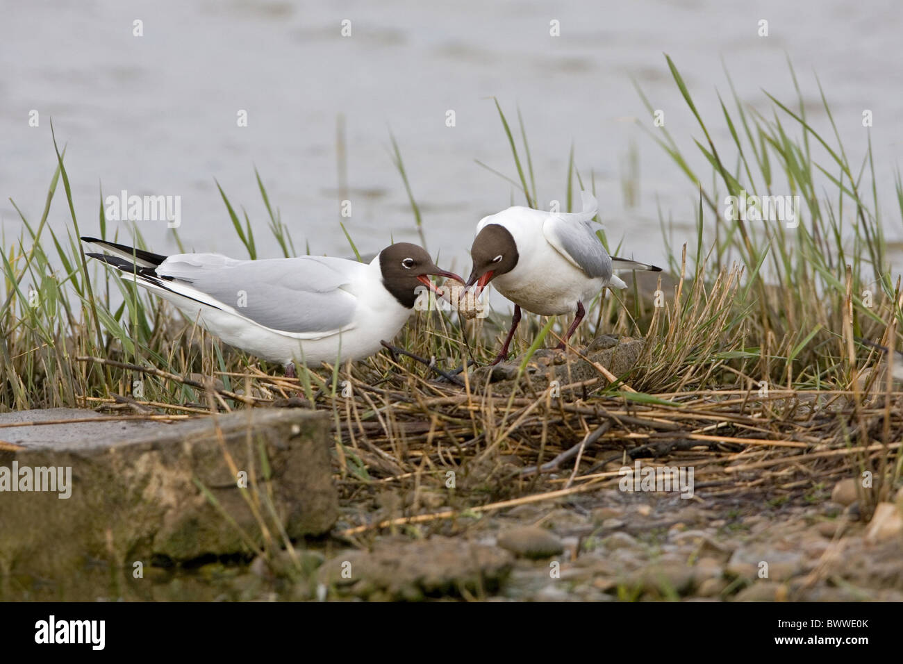 Black headed Gull Larus ridibundus Stock Photo - Alamy