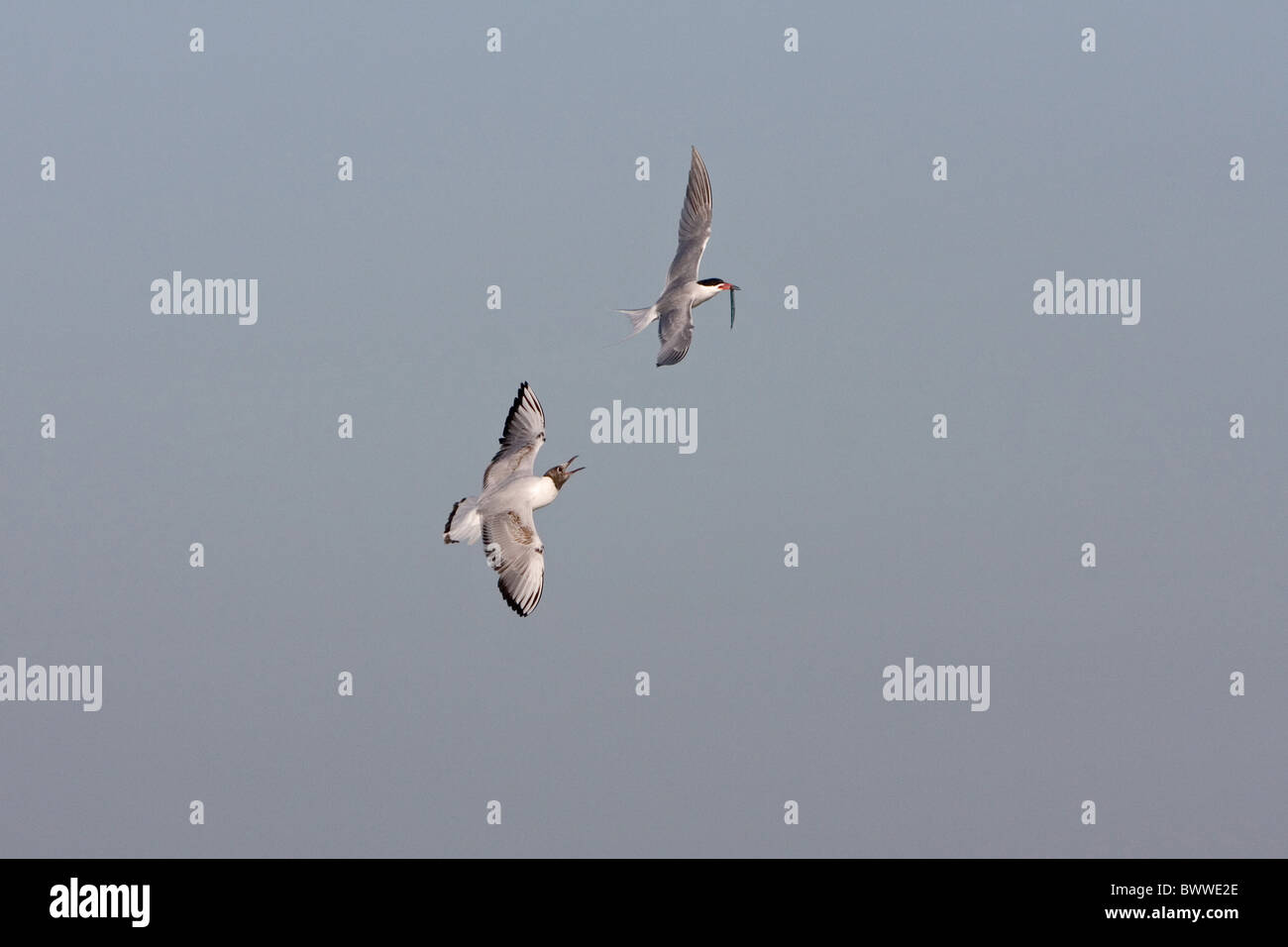 Terns chasing seagull hi-res stock photography and images - Alamy