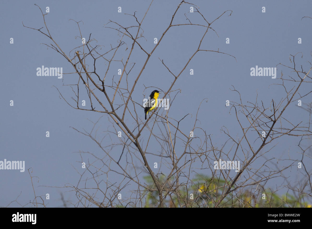 Common Iora - Sri Lanka Stock Photo - Alamy