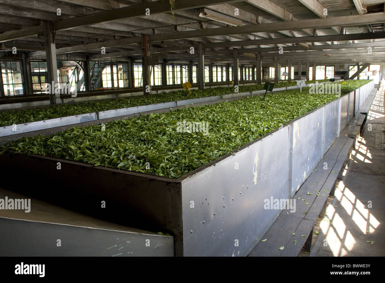 It is the first stage of tea manufacture. During withering harvested ...