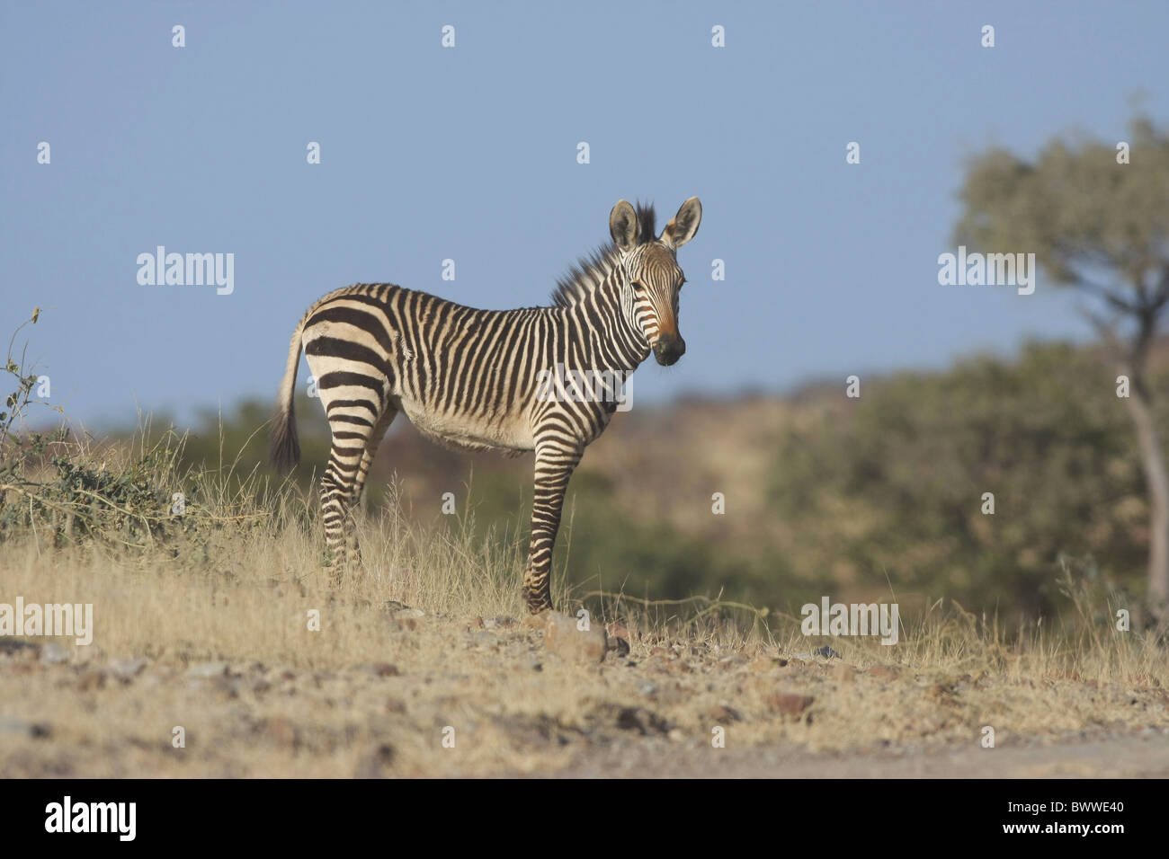 zebra zebras equid equids equidae herbivore herbivores africa african ...
