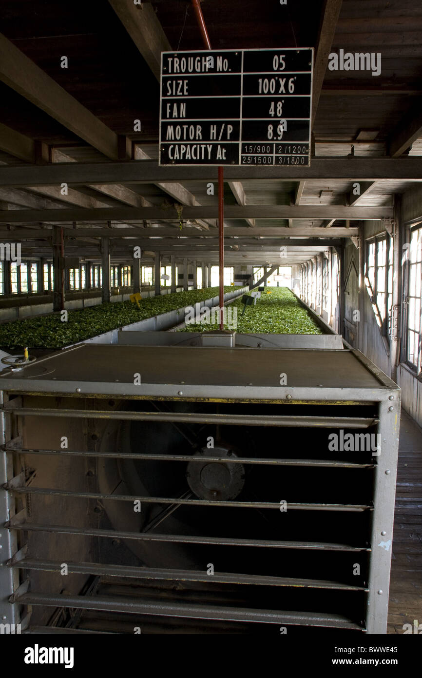 Withering tea hi-res stock photography and images - Alamy