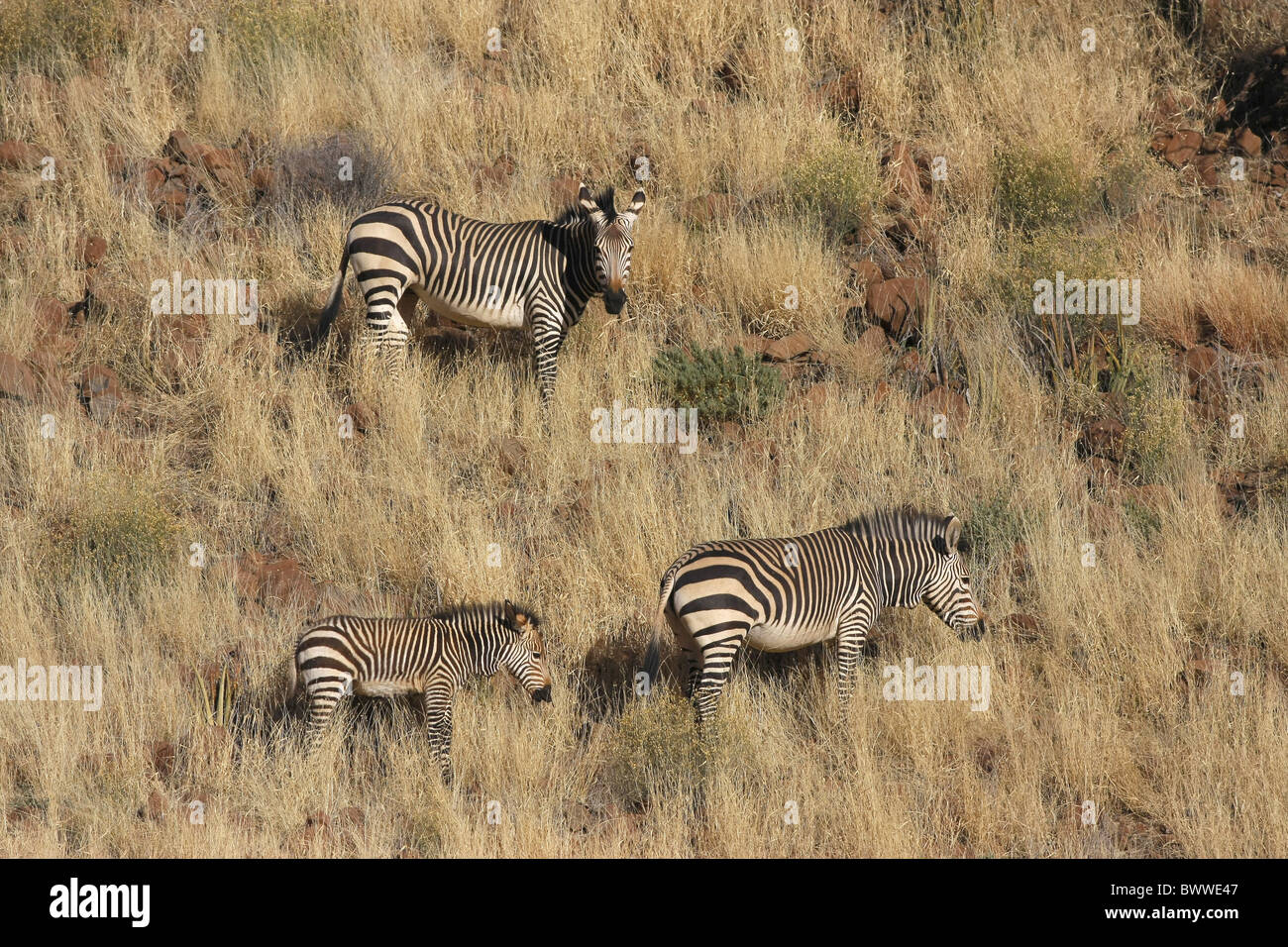 zebra zebras equid equids equidae herbivore herbivores africa african ...