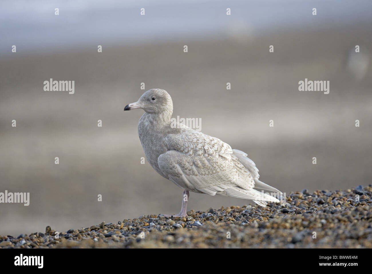 Glaucous Gull (Larus hyperboreus) juvenile, first winter plumage ...