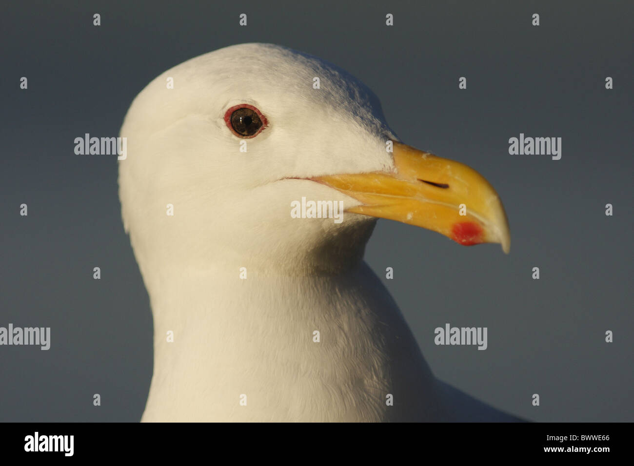 Glaucous-winged Gull (Larus glaucescens) adult, close-up of head ...