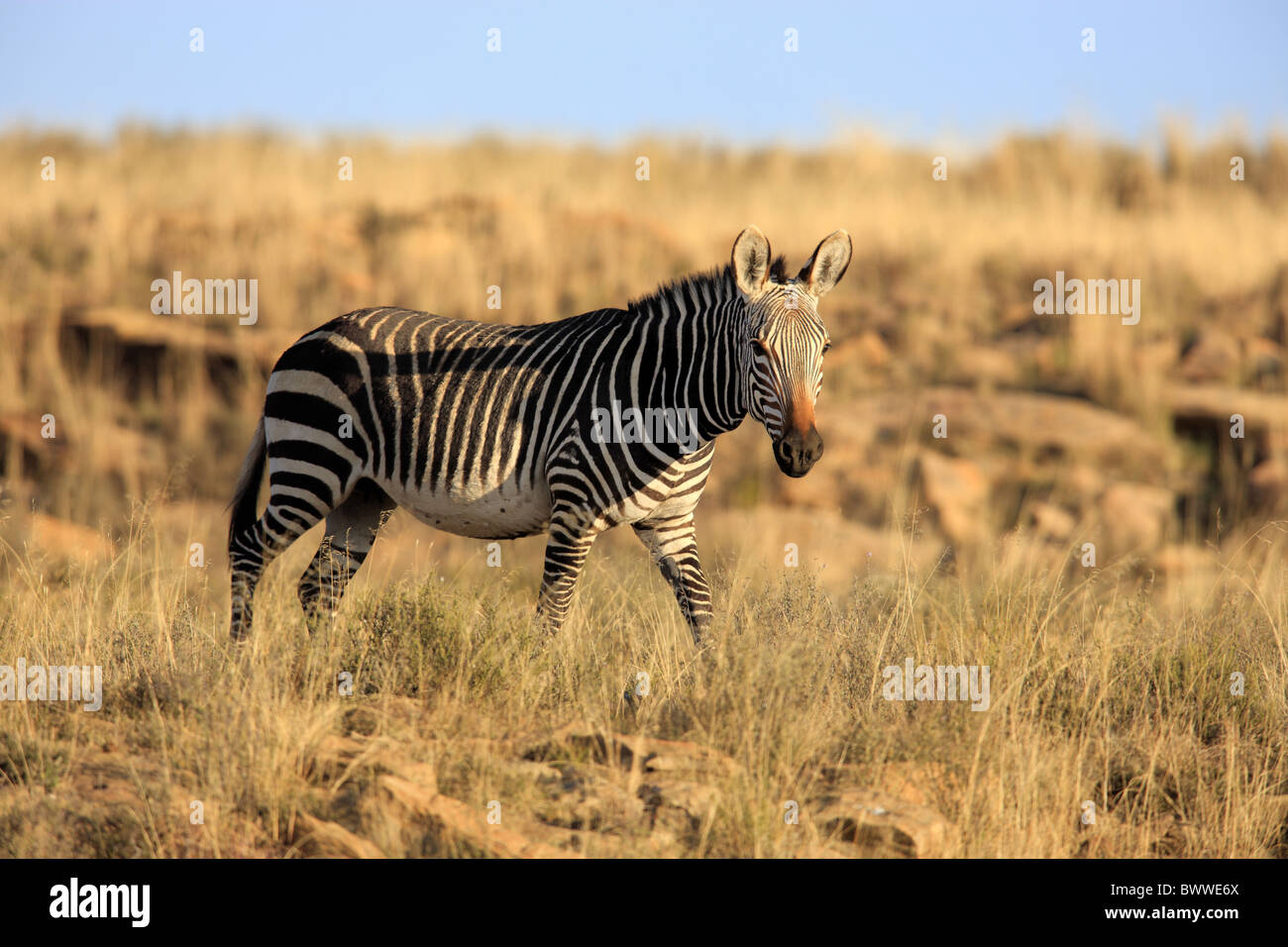 zebra zebras equid equids equidae herbivore herbivores africa african ...