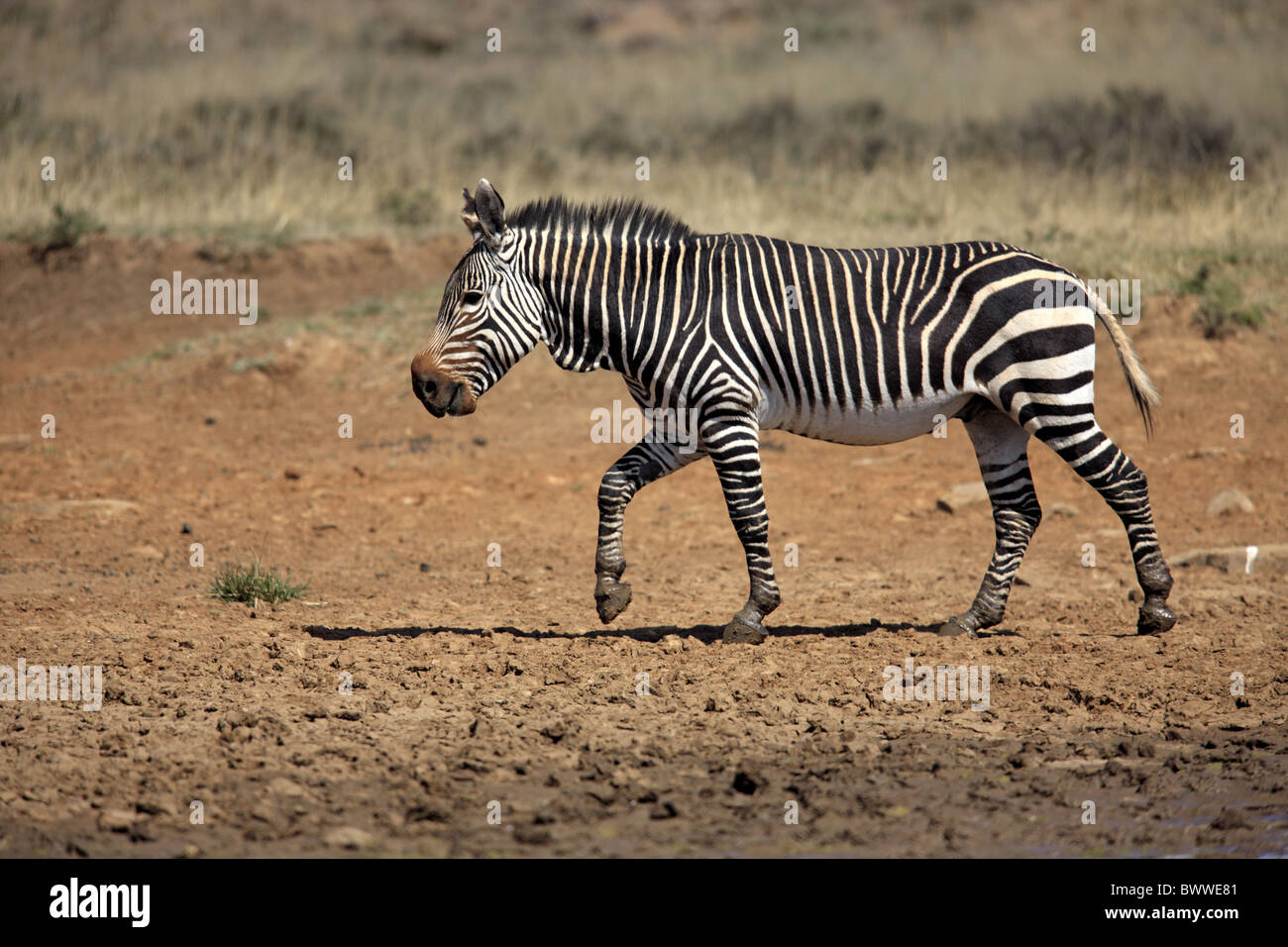zebra zebras equid equids equidae herbivore herbivores africa african ...