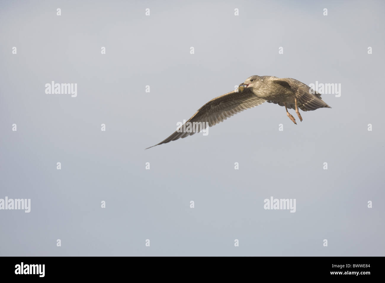 Herring Gull (Larus argentatus) juvenile, in flight, about to drop ...