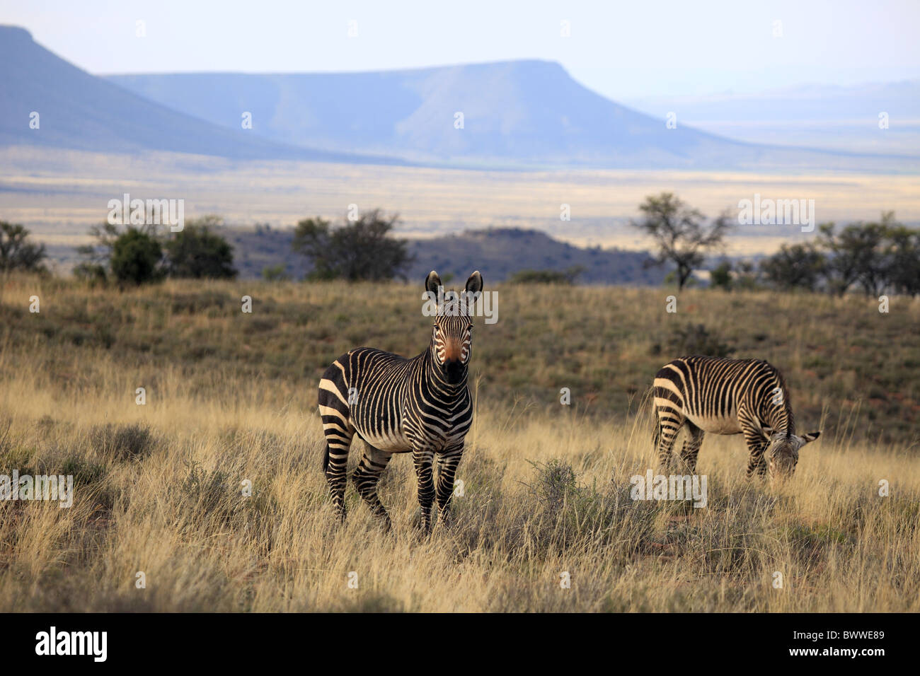 zebra zebras equid equids equidae herbivore herbivores africa african ...