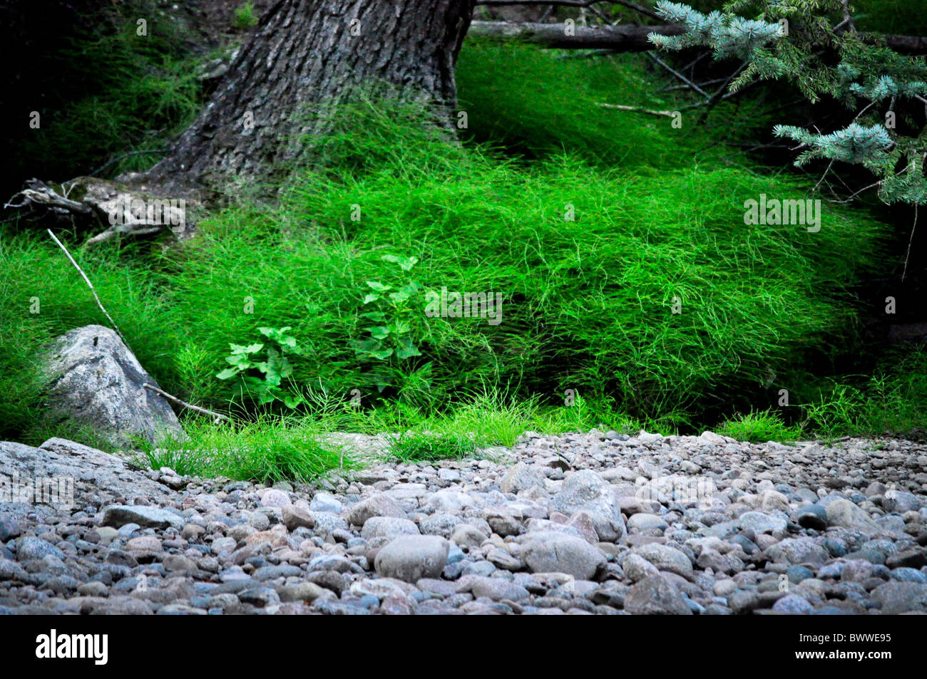 river's edge bed Stock Photo - Alamy