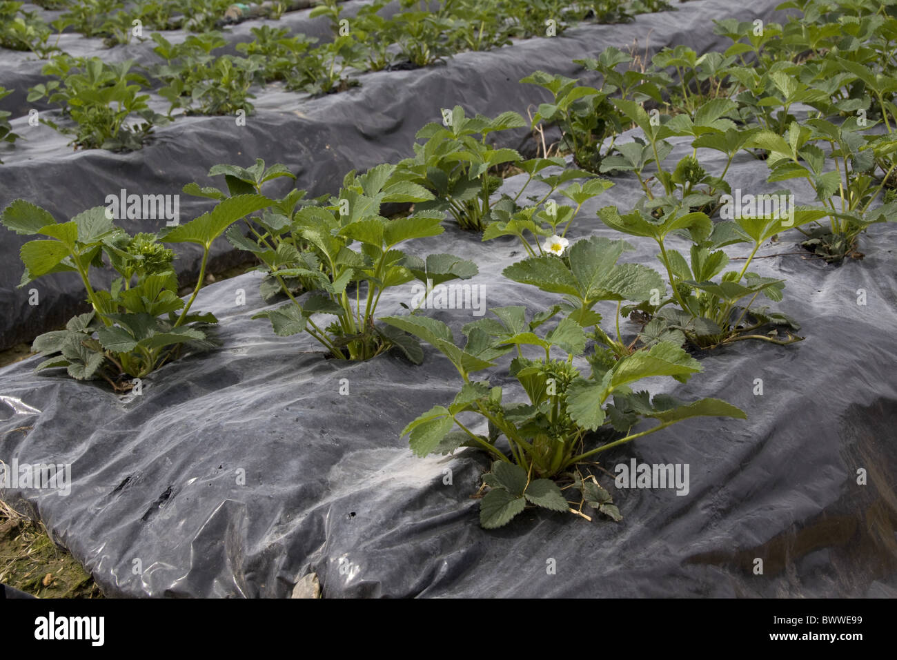 Elsanta hi-res stock photography and images - Alamy