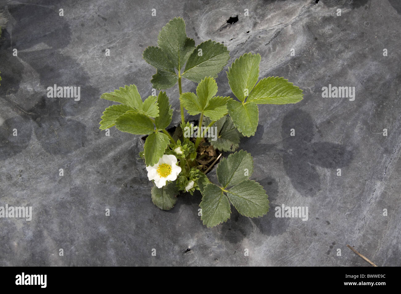 Elsanta hi-res stock photography and images - Alamy