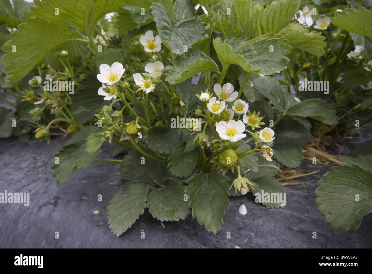 Elsanta hi-res stock photography and images - Alamy