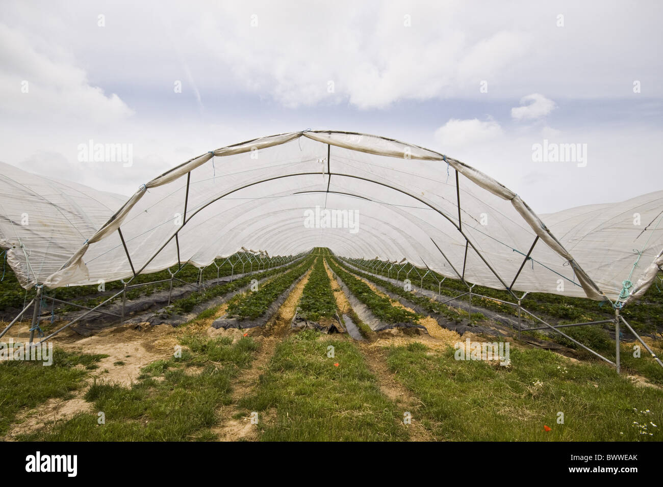 Polly tunnel hi-res stock photography and images - Alamy