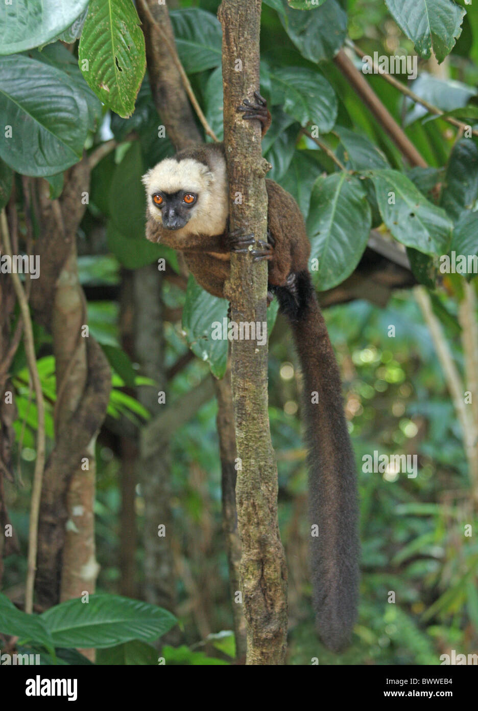 white-fronted brown lemur michael gore animal animals mammal mammals ...