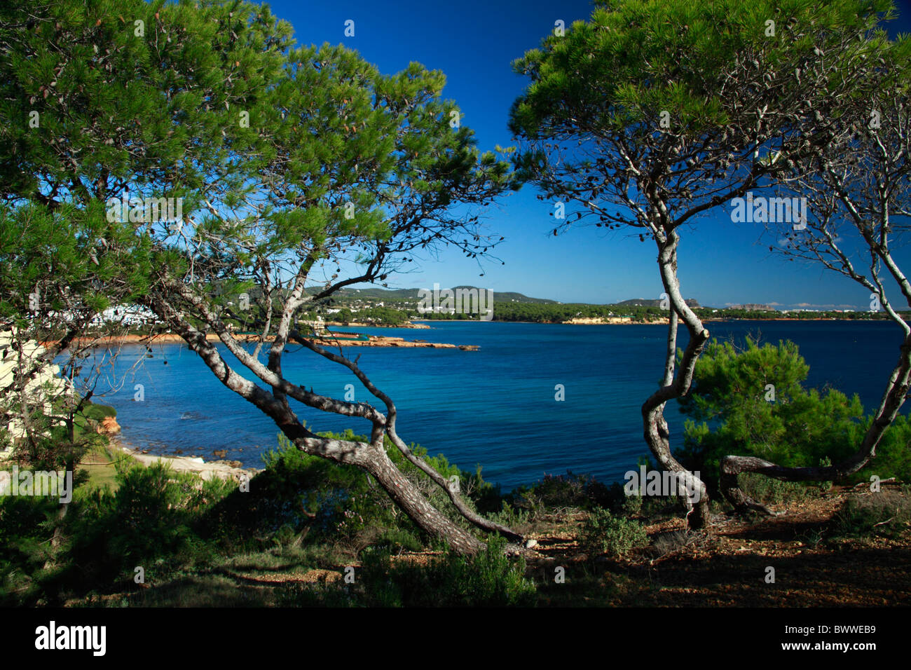 Mediterranean evergreen forest hi-res stock photography and images - Alamy