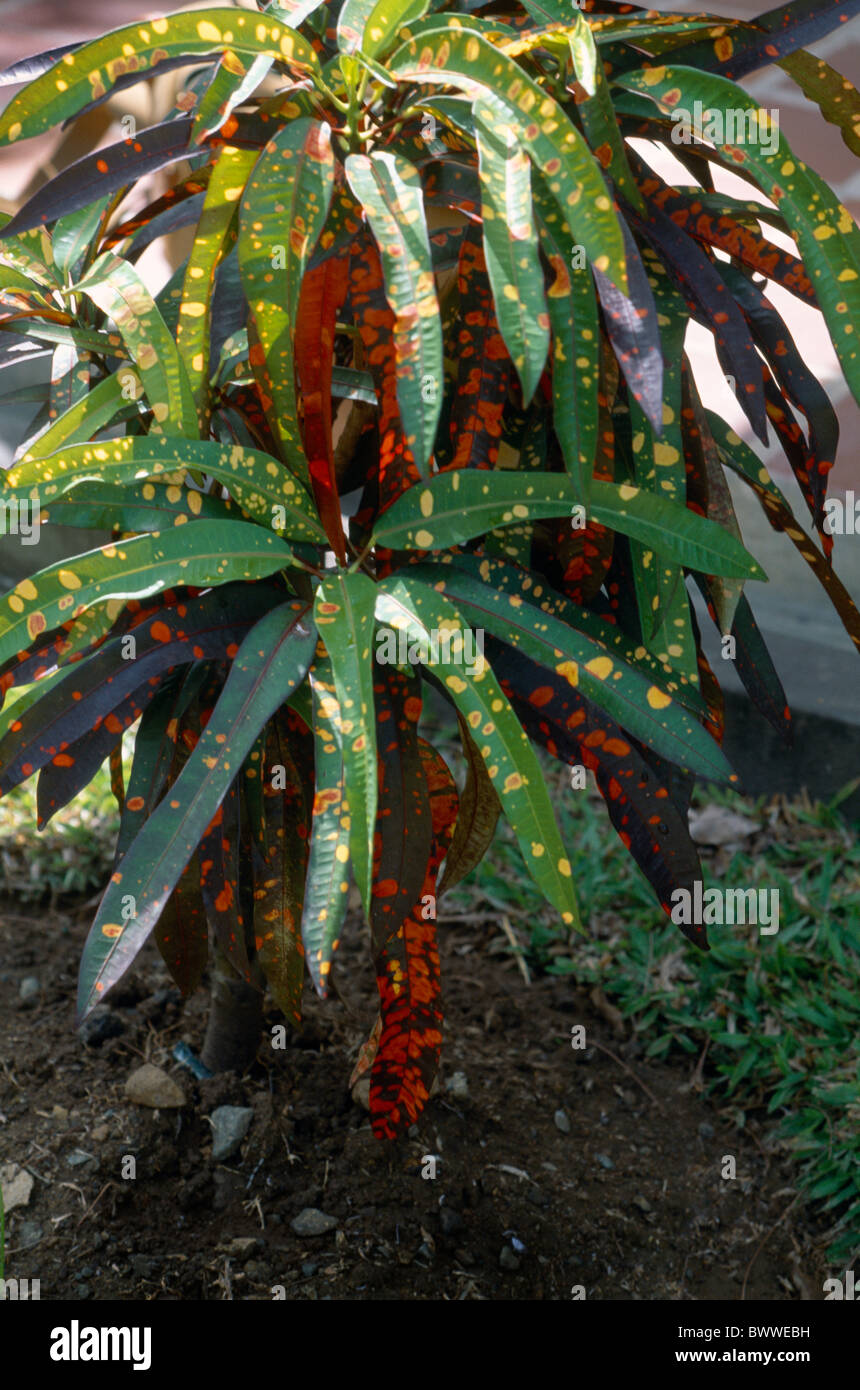 Tobago Colourful Croton Leaves Stock Photo - Alamy