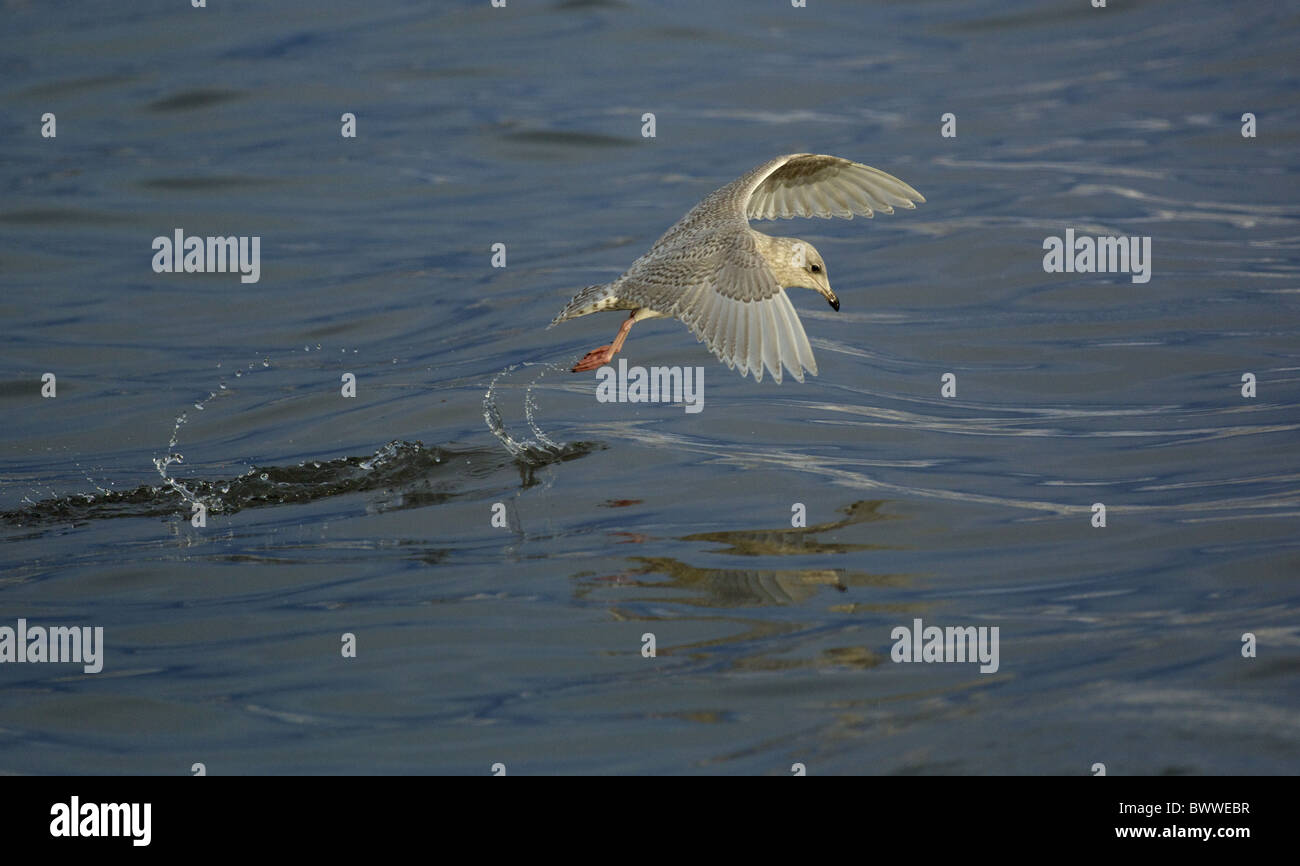 Iceland Gull (Larus glaucoides) immature, in flight over sea, Batsfjord ...