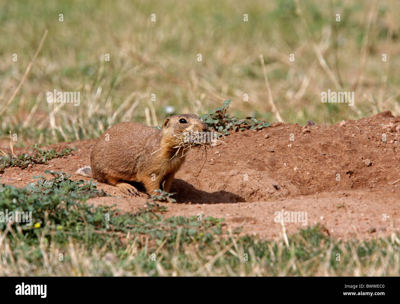 Prairie dog in burrow hi-res stock photography and images - Alamy
