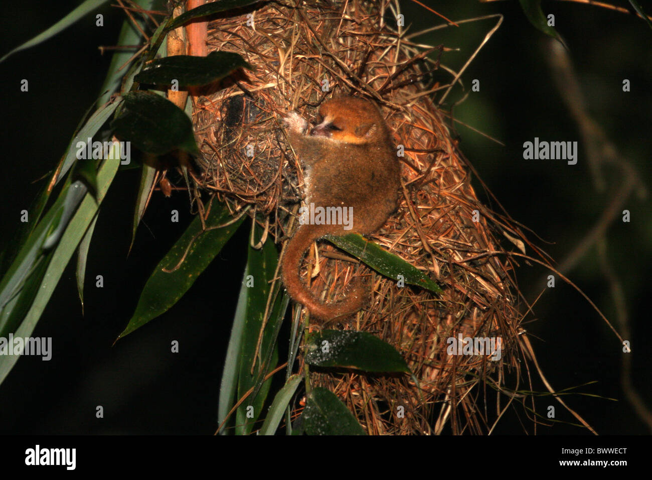 Goodmans mouse lemur hi-res stock photography and images - Alamy