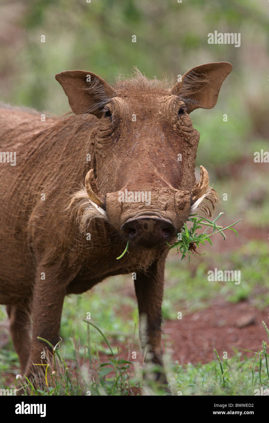 mammal mammals animal animals warthog warthogs wildlife nature africa ...