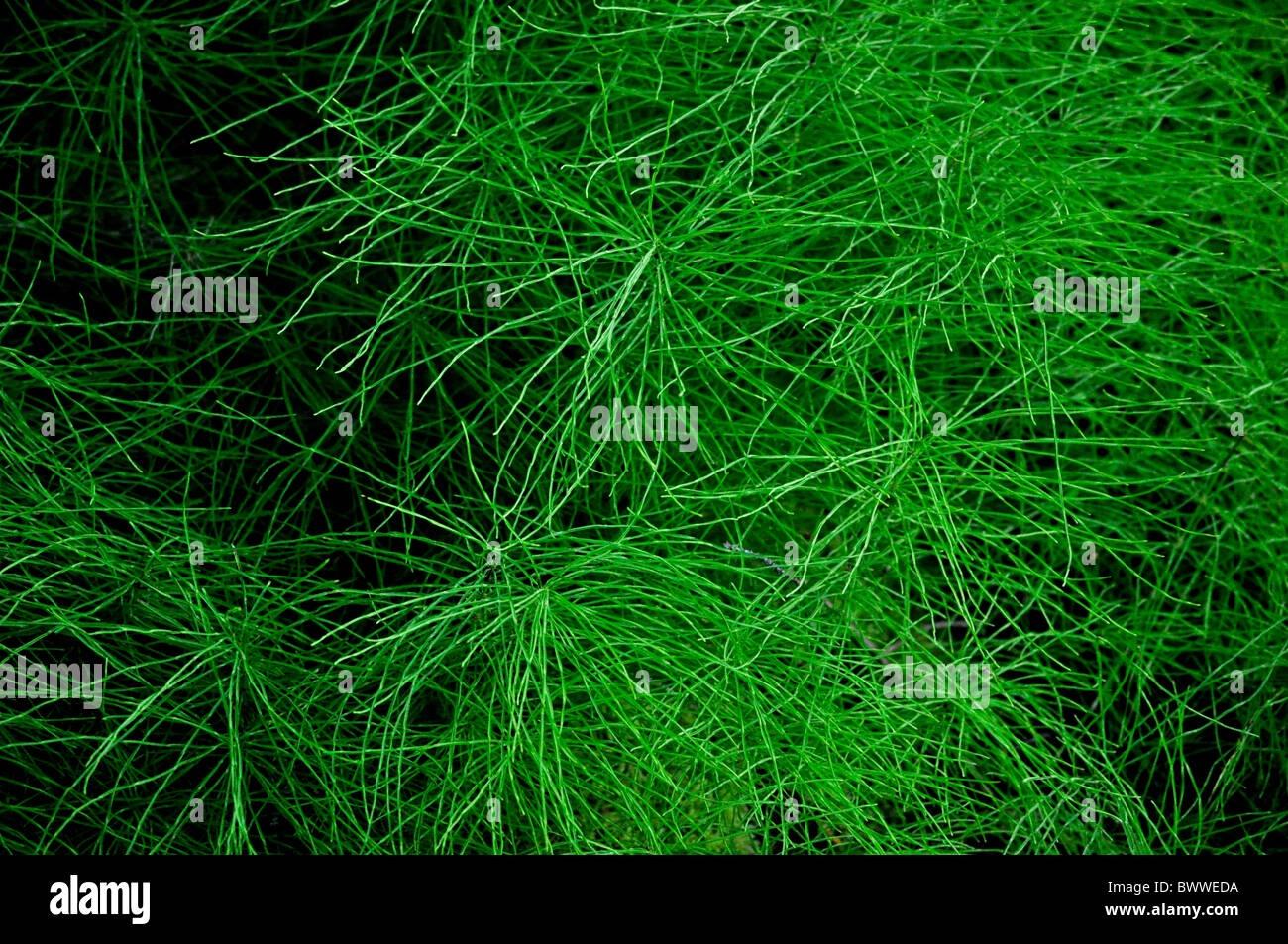 Alpine ferns hi-res stock photography and images - Alamy