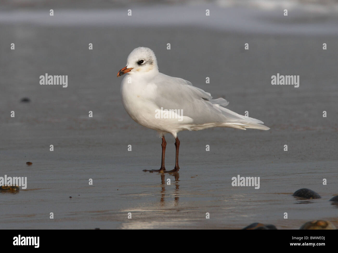Mediterranean Gull (Larus melanocephalus) adult, winter plumage ...