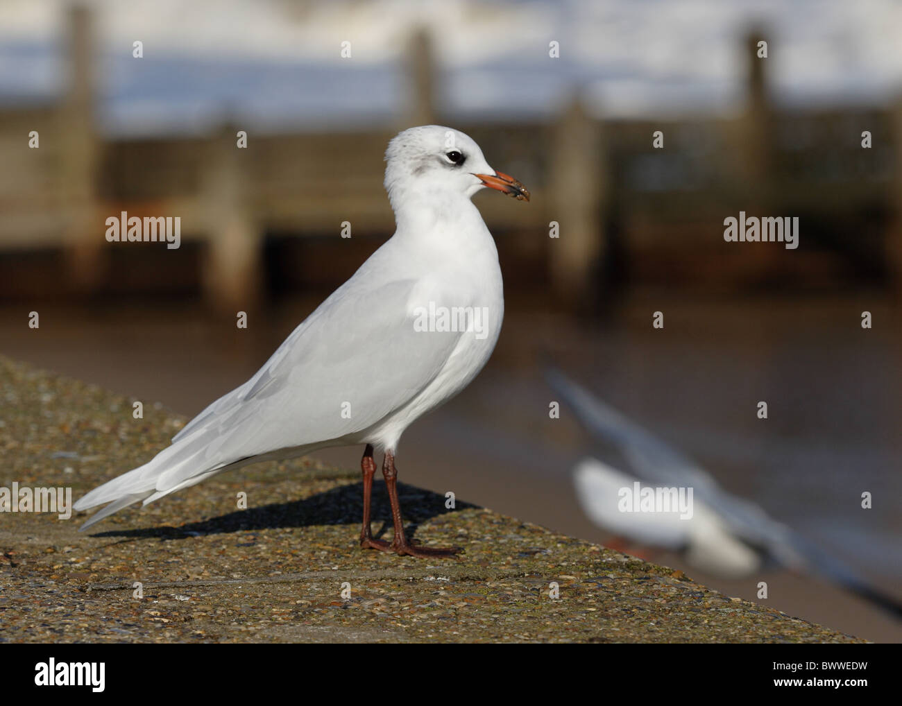 Mediterranean Gull (Larus melanocephalus) adult, winter plumage ...