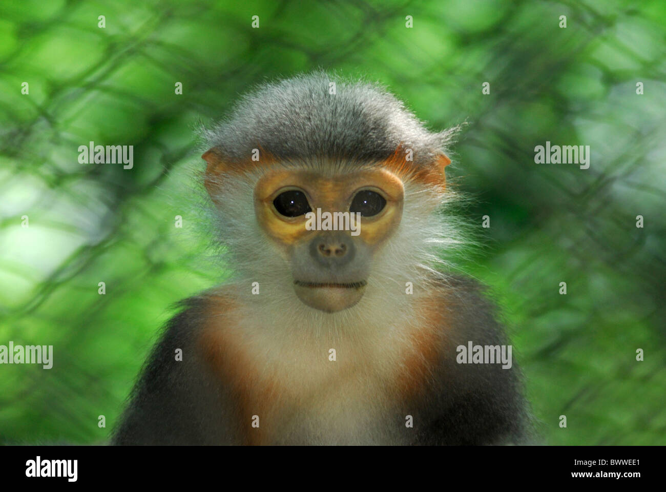 monkey monkeys primate primates mammal mammals animal animals langur ...